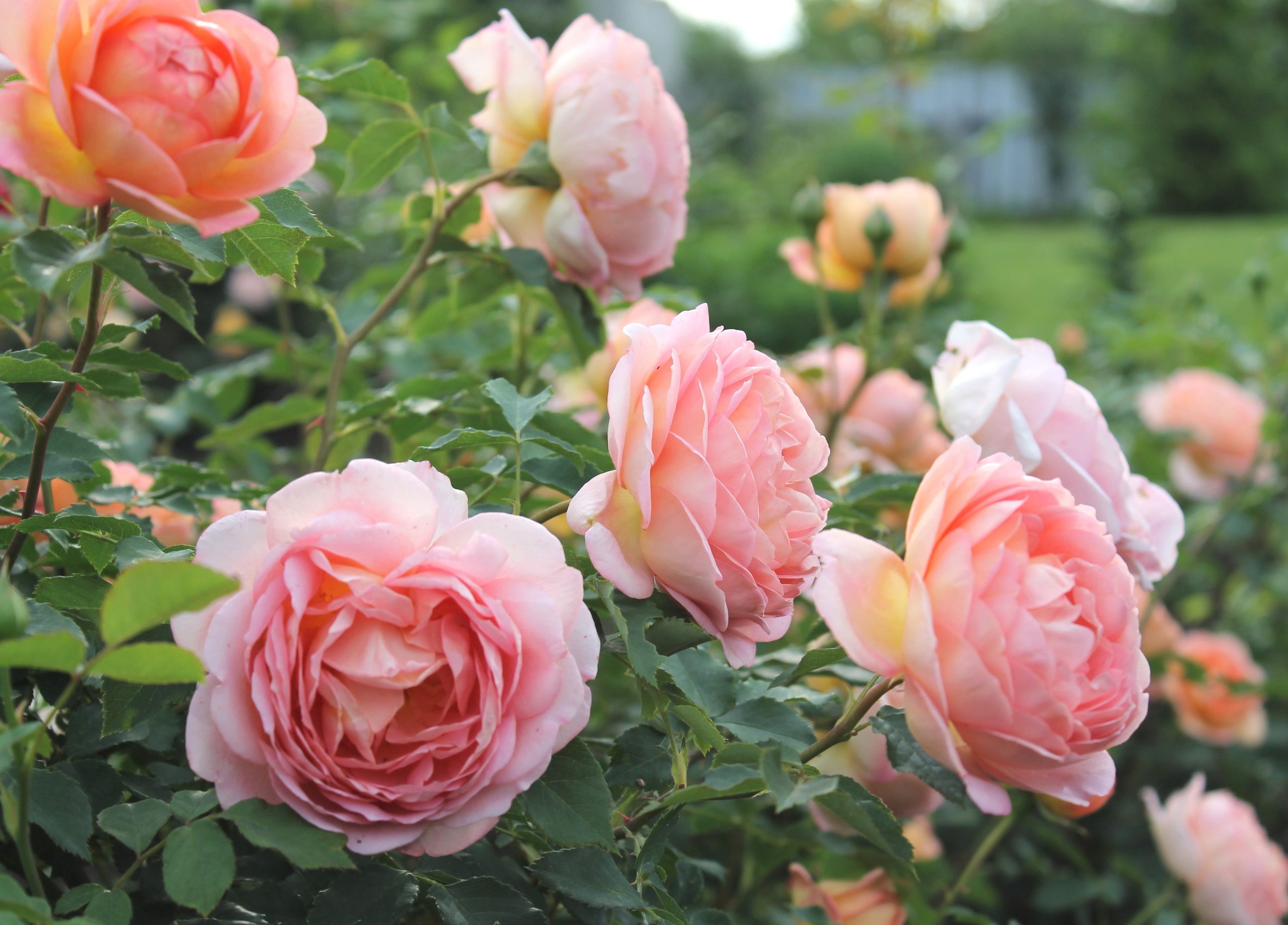 How to Care for Your Roses in Summer: Our Lawn Care Pros ...